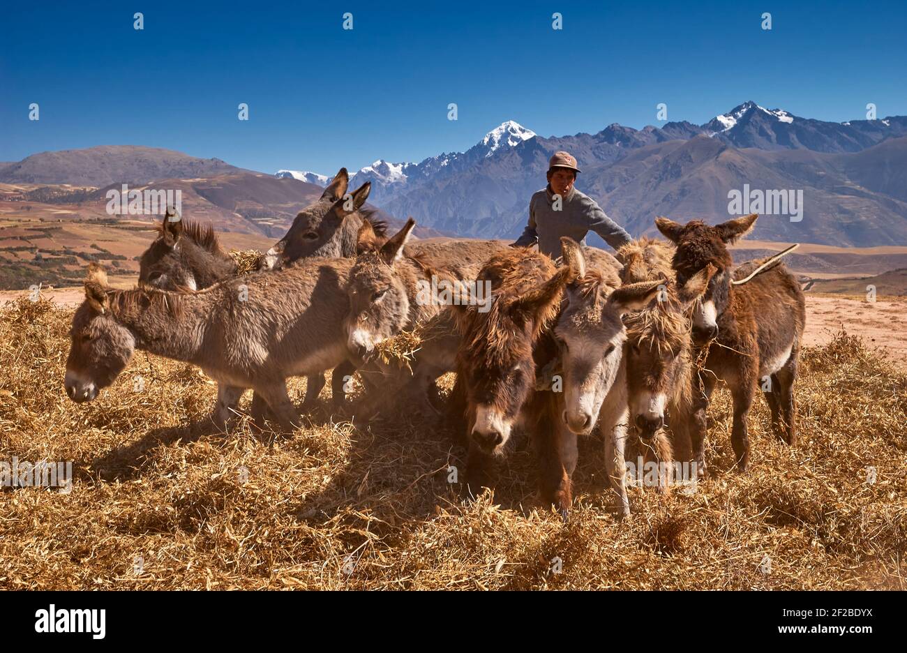 farmers using donkeys for threshing corn, Andes Mountains in background ...