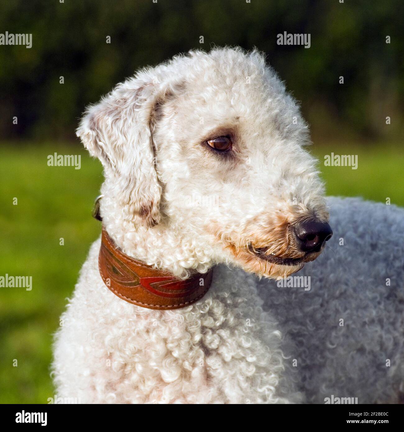 Bedlington Terrier Uk High Resolution Stock Photography and Images - Alamy