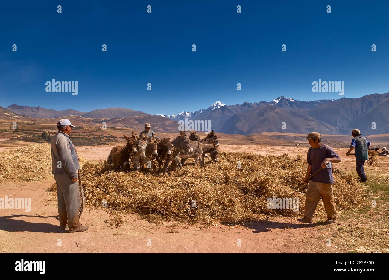 farmers using donkeys for threshing corn, Andes Mountains in background ...