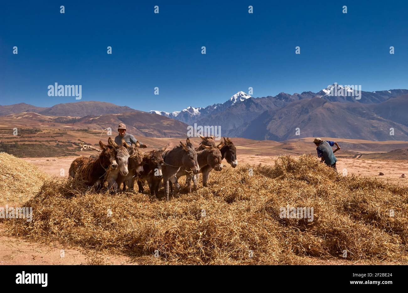 farmers using donkeys for threshing corn, Andes Mountains in background ...