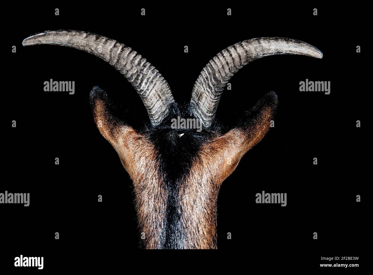 Long horned goats hi-res stock photography and images - Alamy