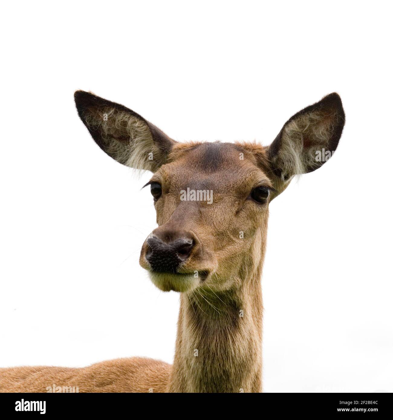 British deer species hi-res stock photography and images - Alamy