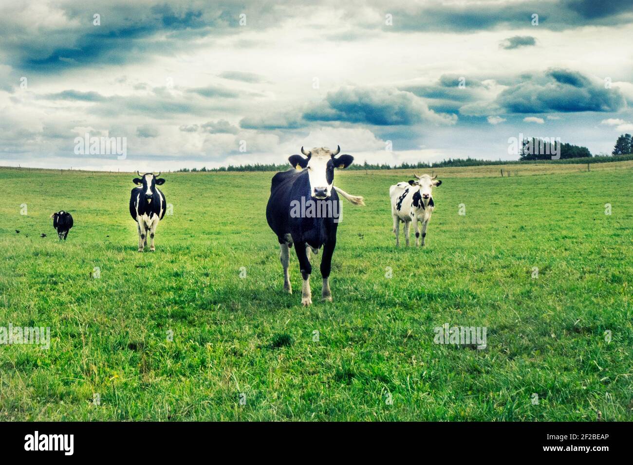 Four cows hi-res stock photography and images - Alamy
