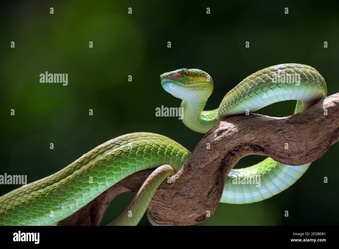 White-lipped island pit viper coiled around a tree branch, Indonesia ...