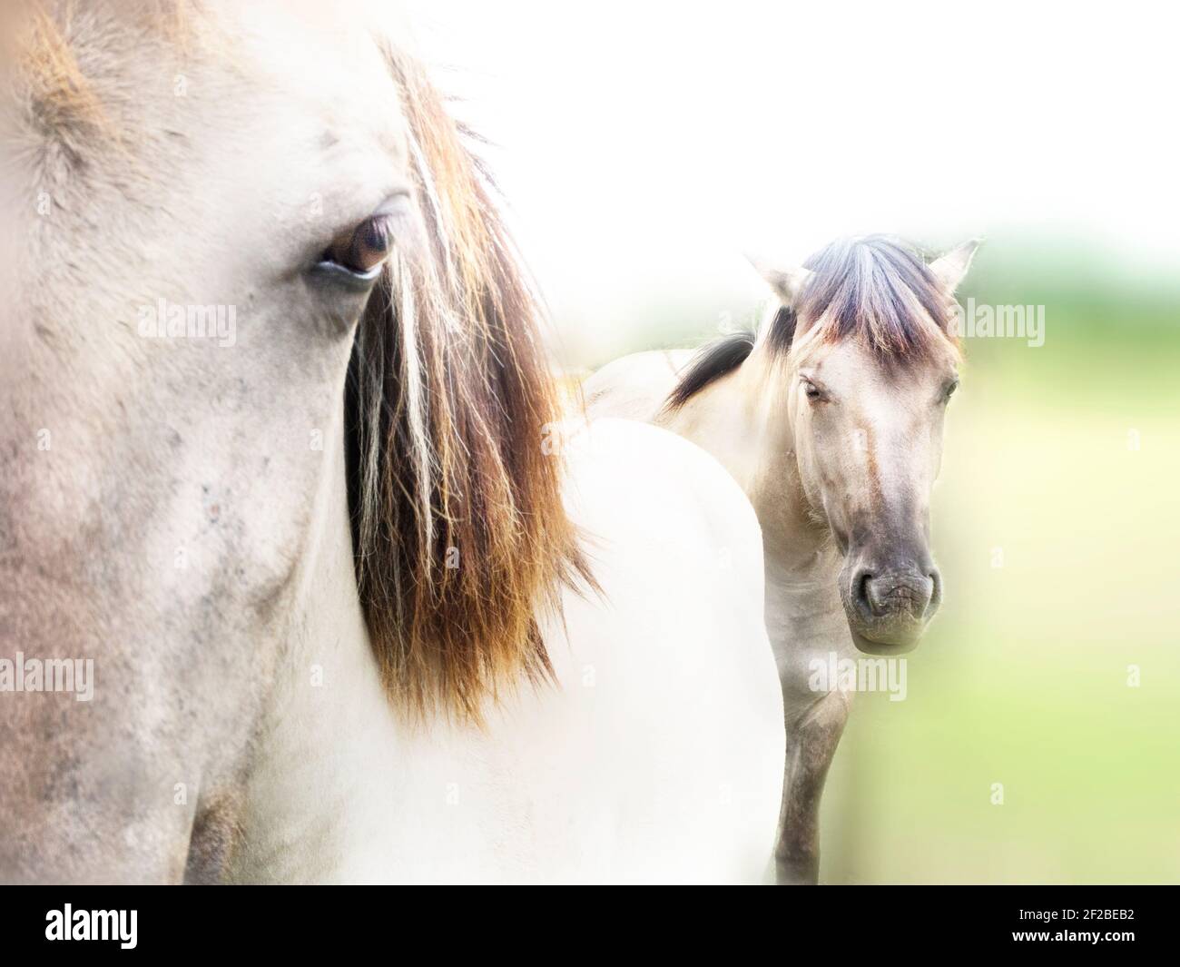 Two konik horses hi-res stock photography and images - Alamy