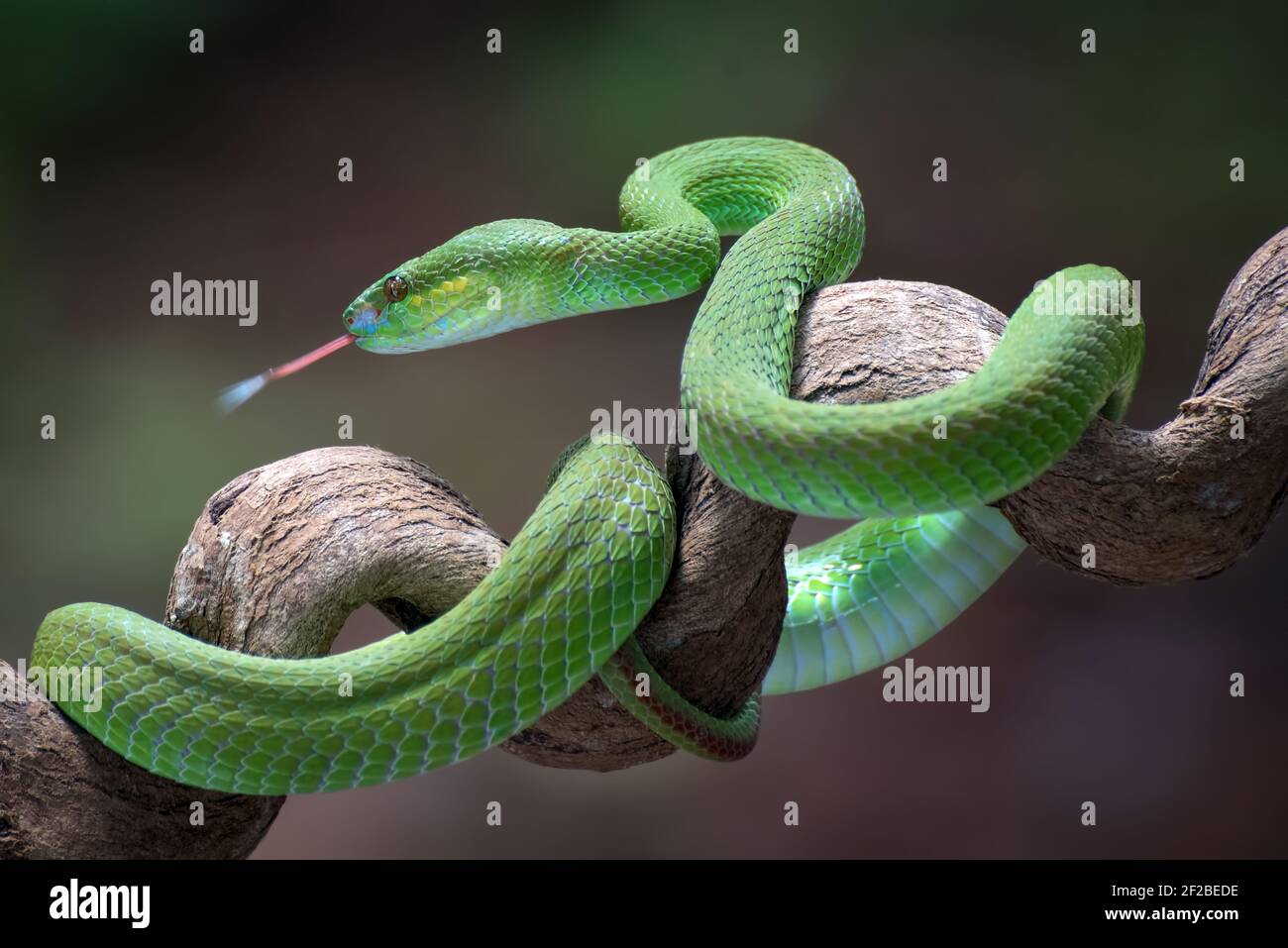 White-lipped island pit viper coiled around a tree branch, Indonesia ...