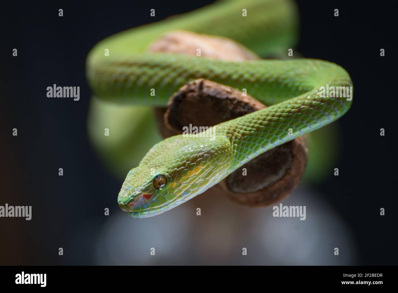Lesser sunda island pit viper hi-res stock photography and images - Alamy