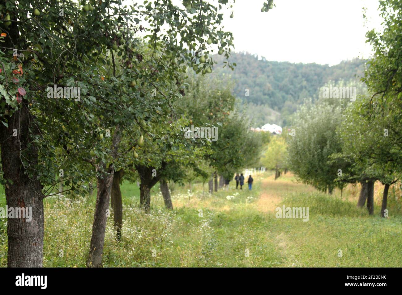 People walking through an apple orchard in Vrancea, Romania Stock Photo ...