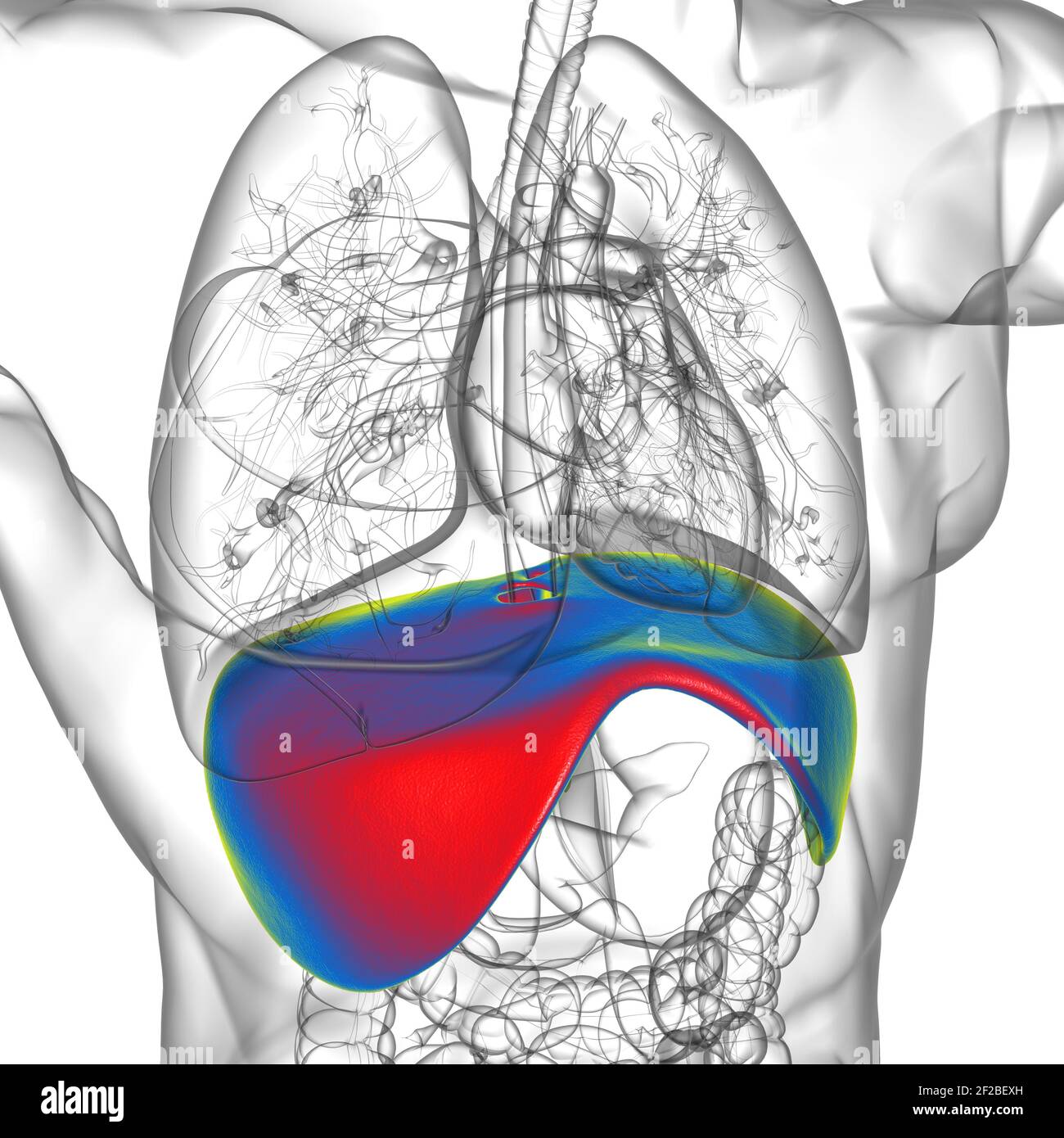 Diaphragm Human Respiratory System Anatomy For Medical Concept 3D ...