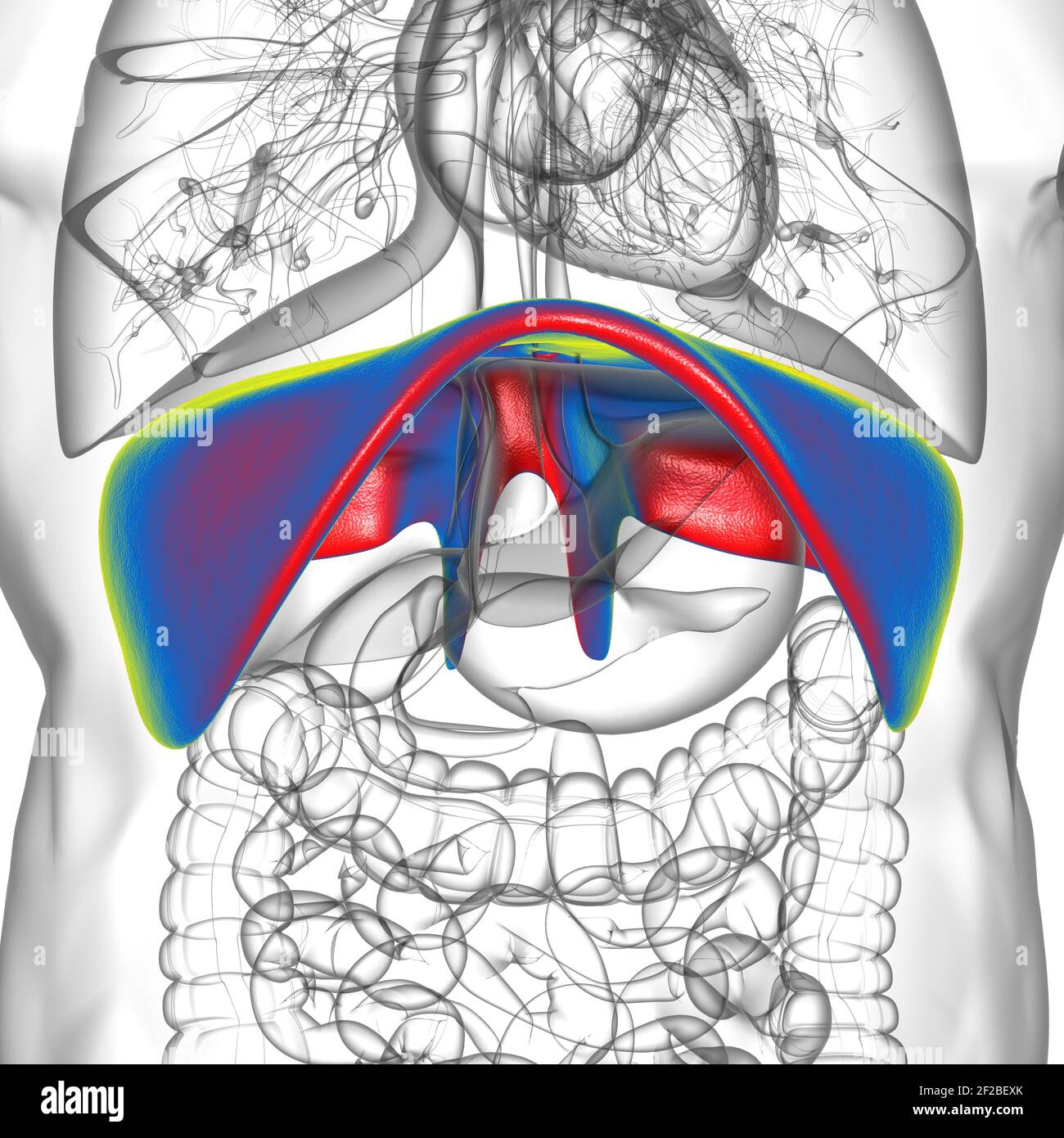 Diaphragm Human Respiratory System Anatomy For Medical Concept 3D ...