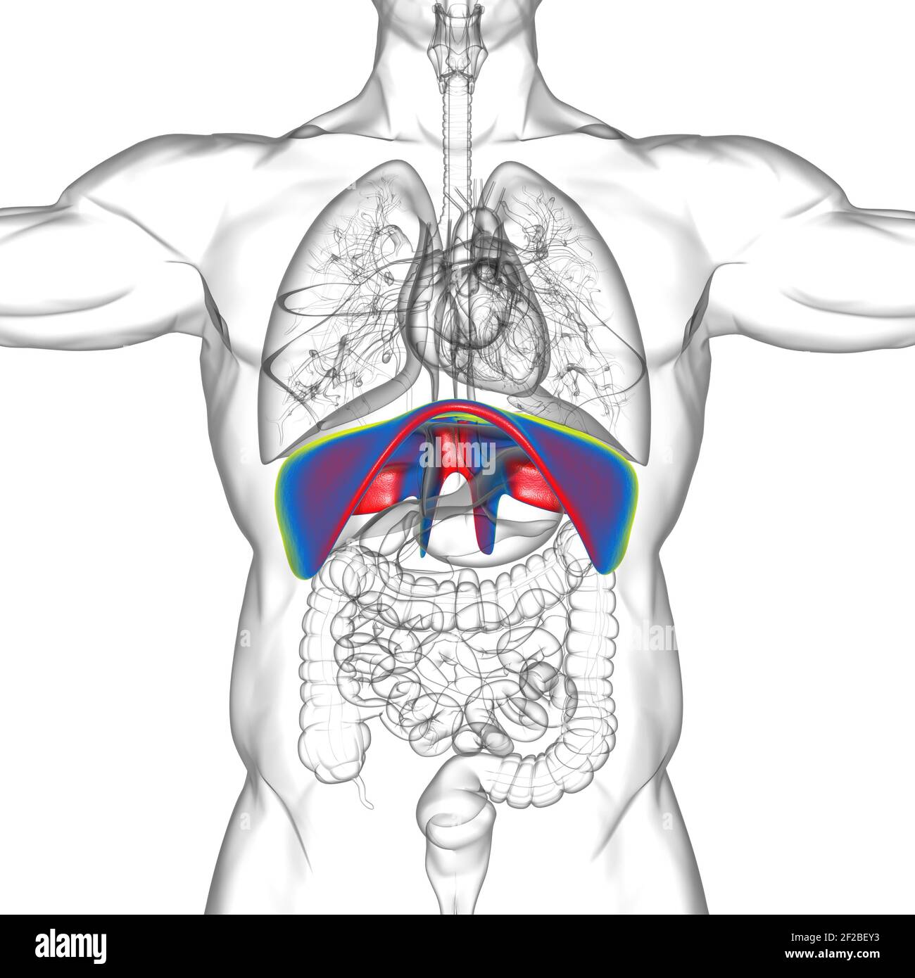 Diaphragm Muscle Diagram
