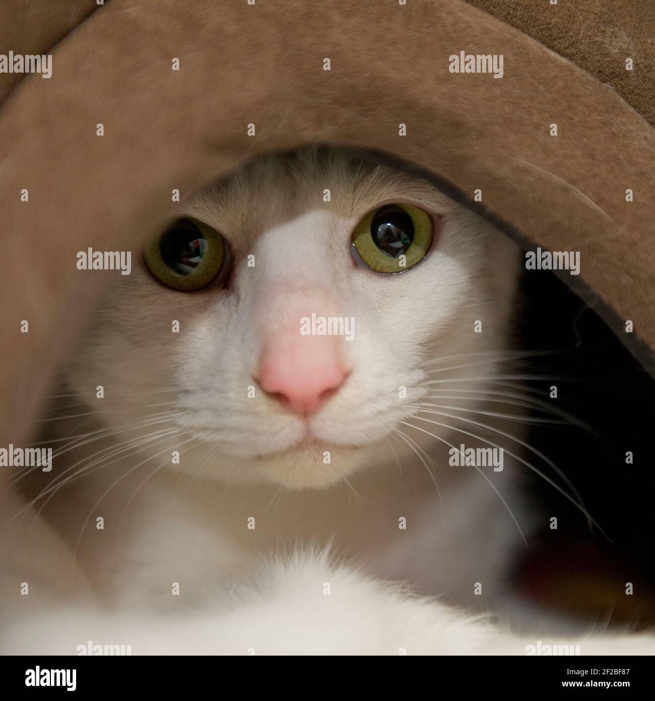 Embarrassed Cat Meme