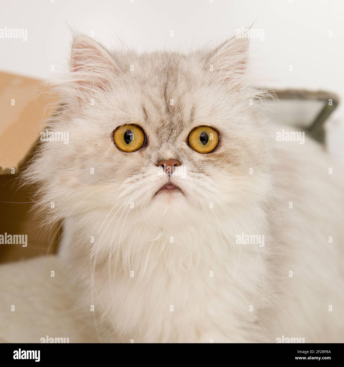 Flat faced cat hi-res stock photography and images - Alamy