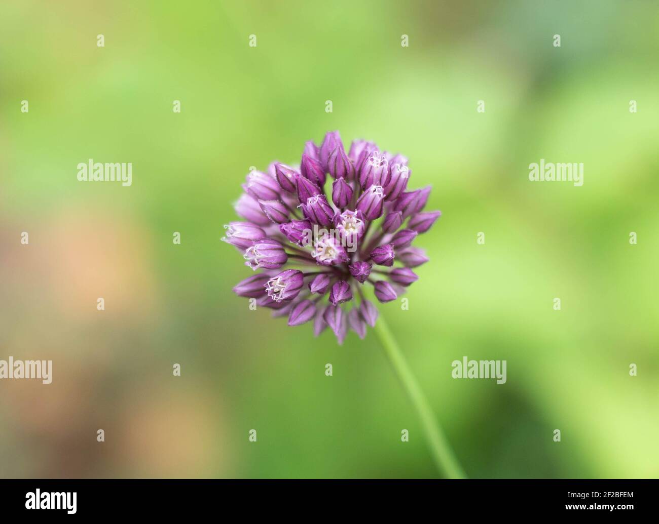 Cute decorative garlic on a blurry background.Free space for text Stock ...