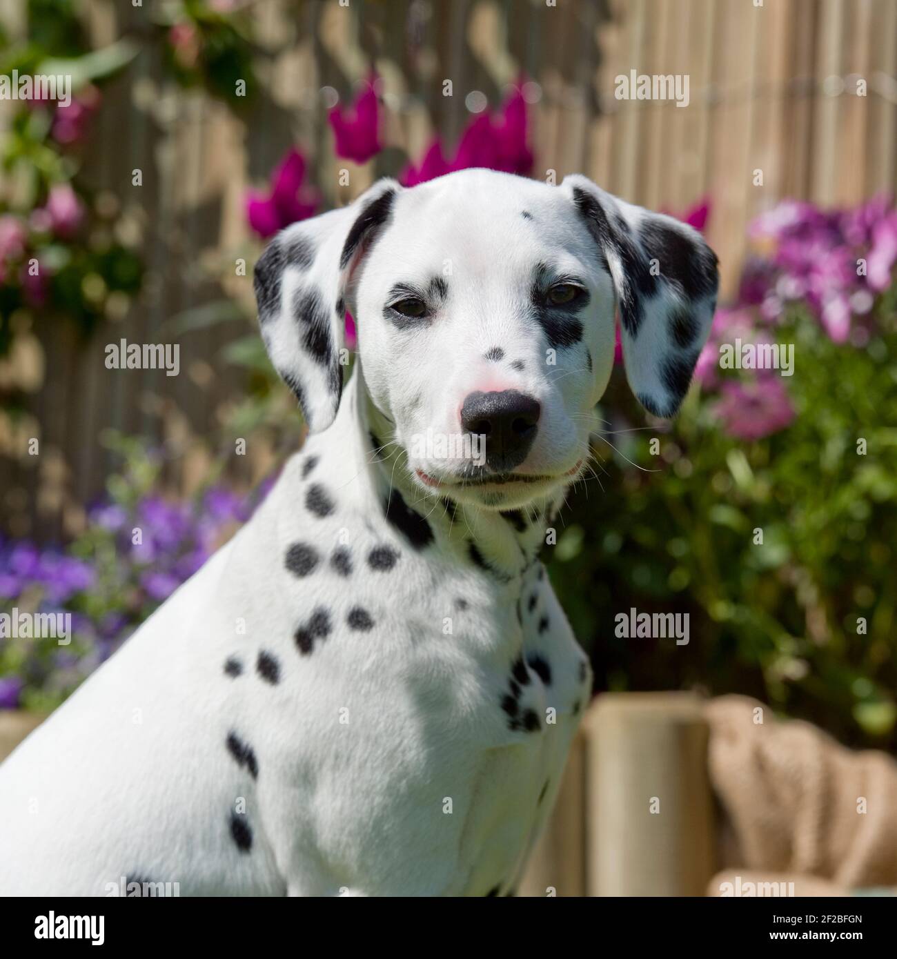 101 dalmatian hi-res stock photography and images - Alamy