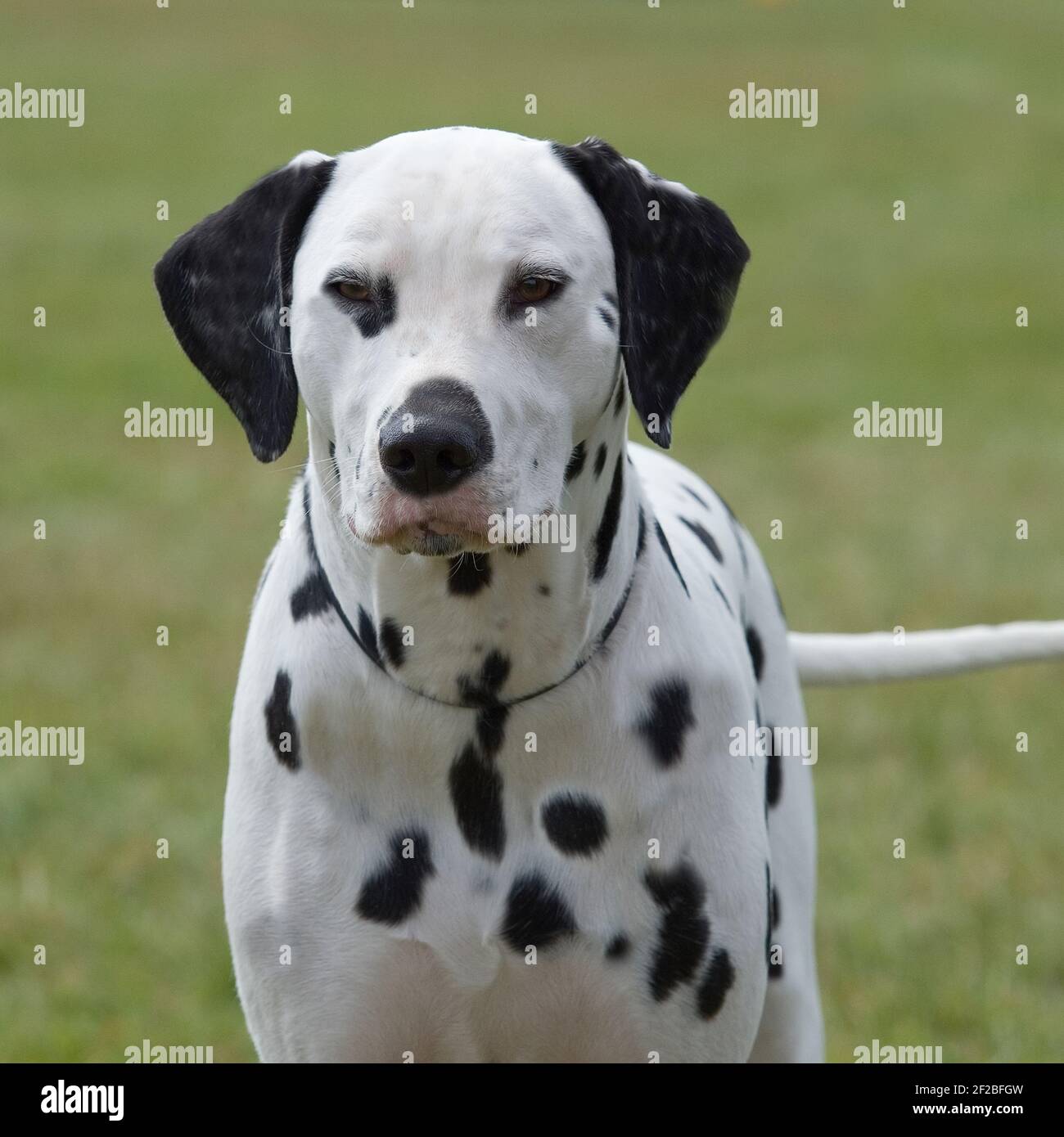 Dalmation Spots High Resolution Stock Photography and Images - Alamy