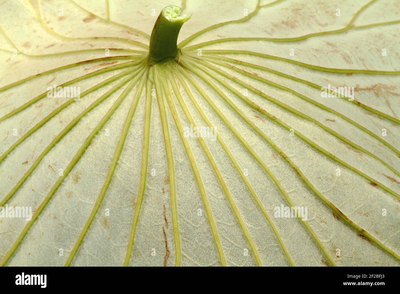 The back side of a lotus leaf Stock Photo - Alamy