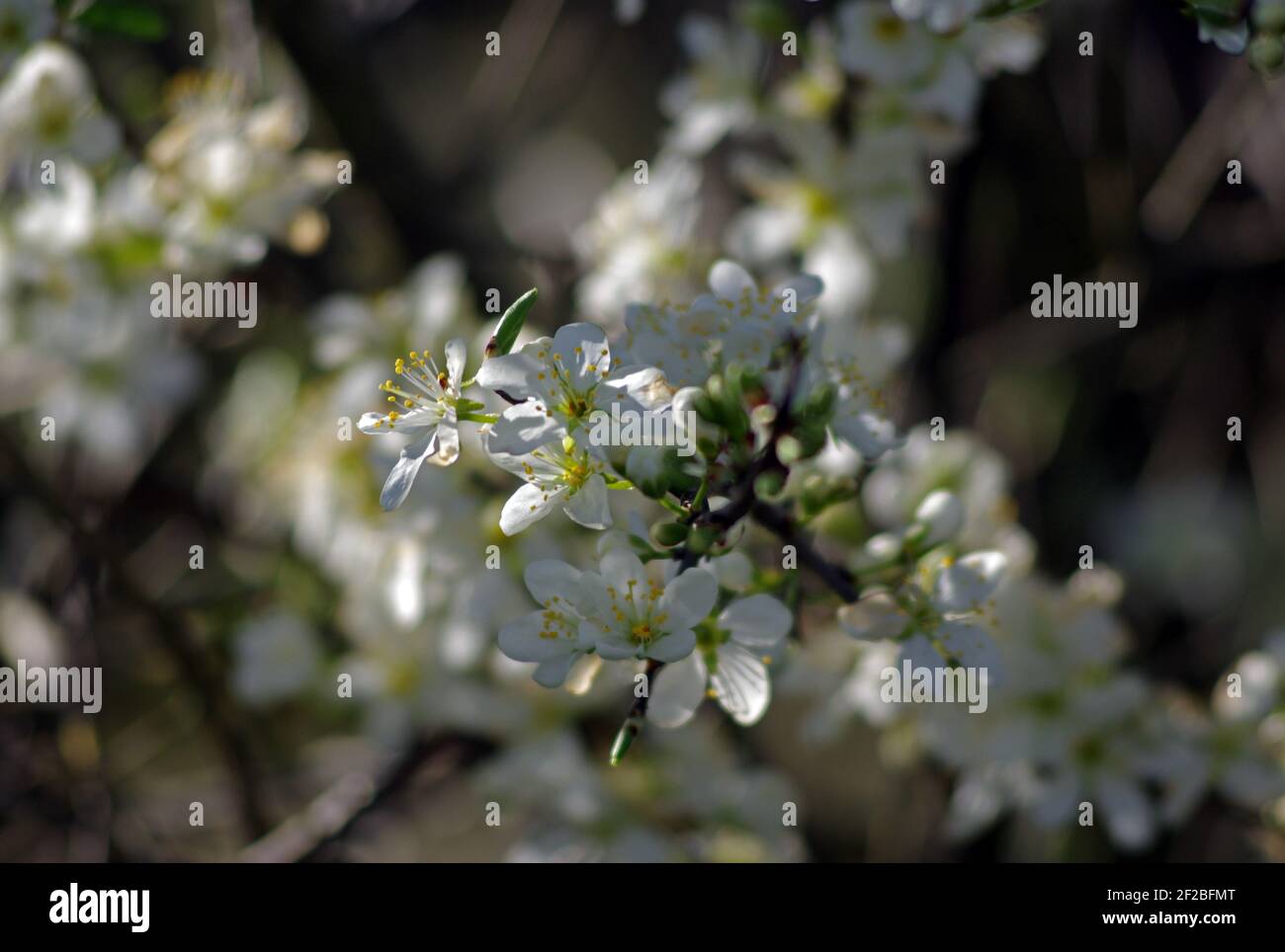 Wild flower, hawthorn (crataegus monogyna) in Sardinia countryside ...