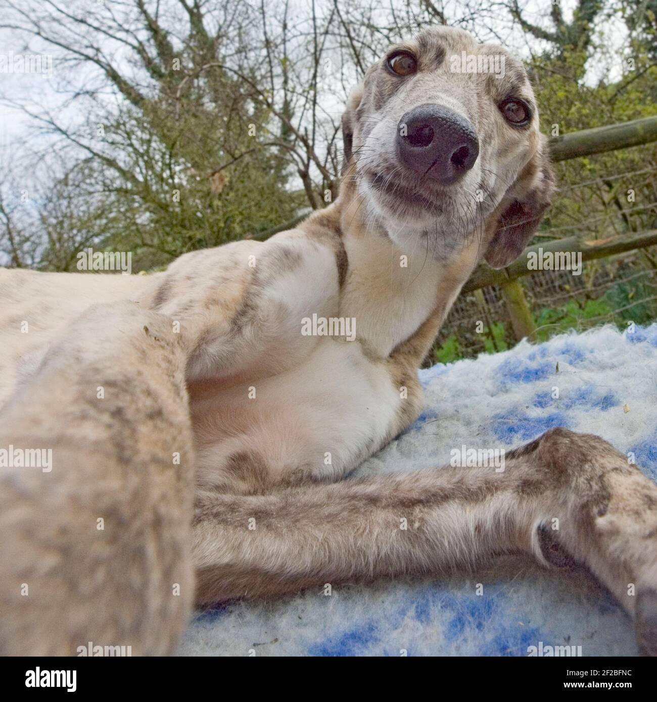 Lurcher Dog Head High Resolution Stock Photography and Images - Alamy