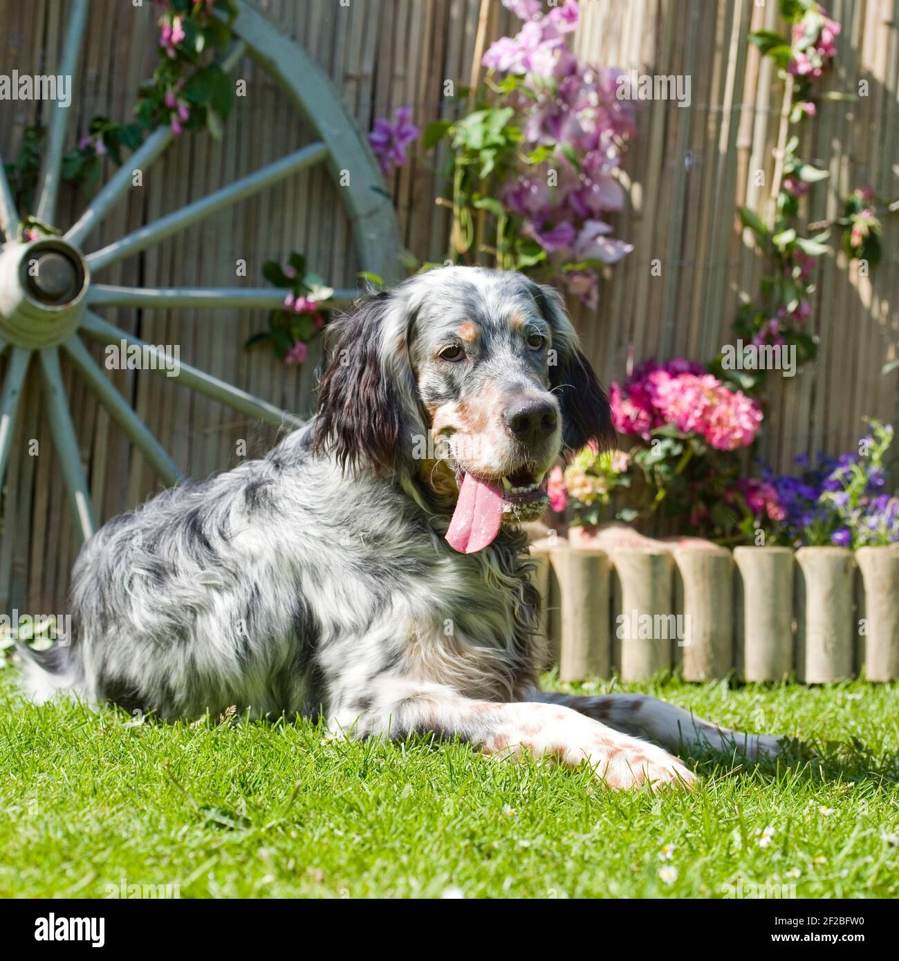 english setter in english garden Stock Photo - Alamy