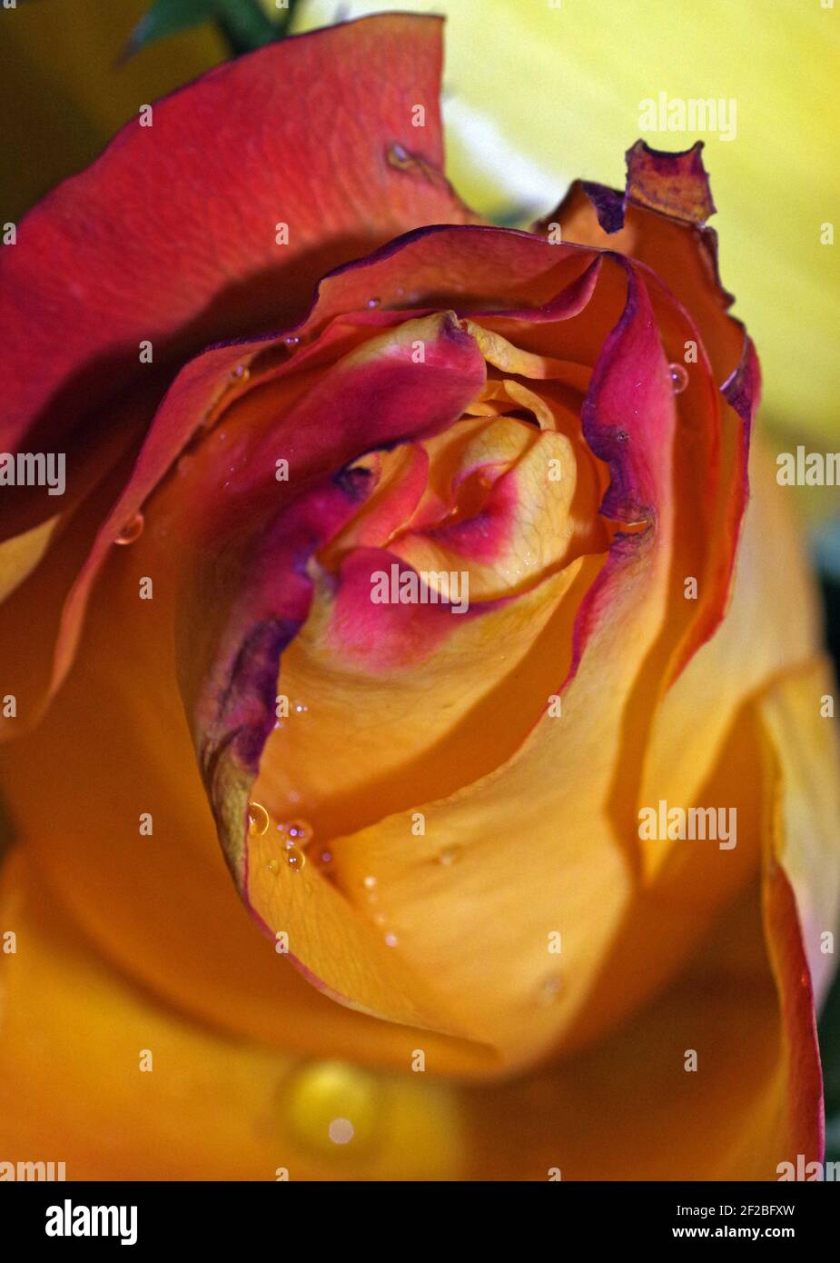Variegated rose hi-res stock photography and images - Alamy