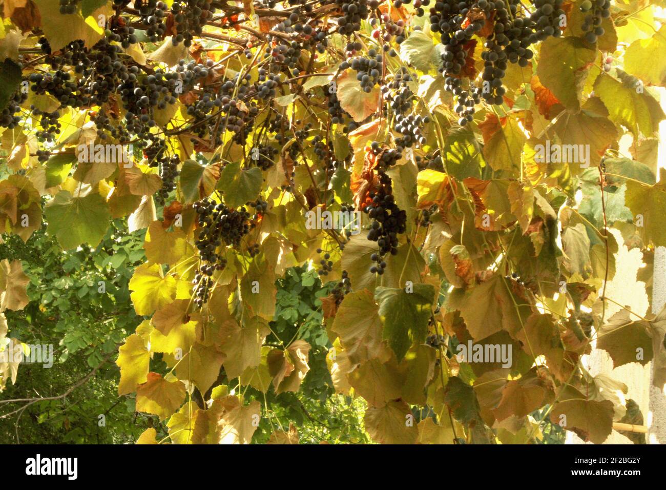Grapevine canopy in Romania's countryside Stock Photo - Alamy