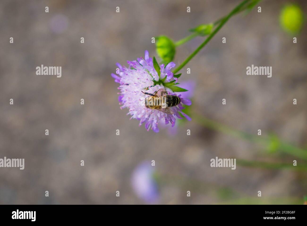 photography of a lonely sfere flower on which an insect sits and drinks ...