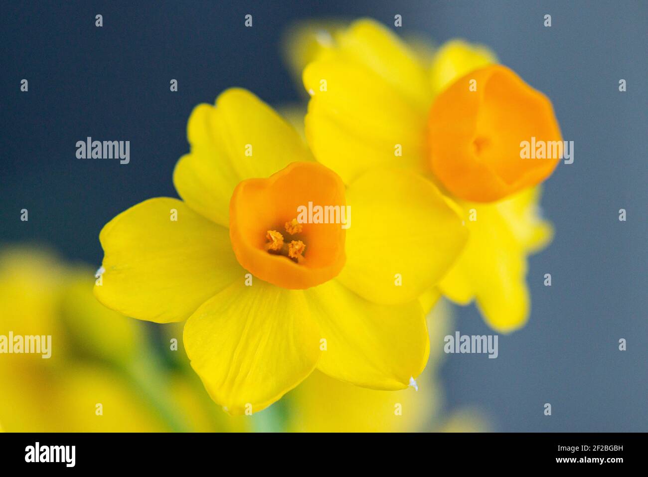 Small cup shaped flowers hi-res stock photography and images - Alamy