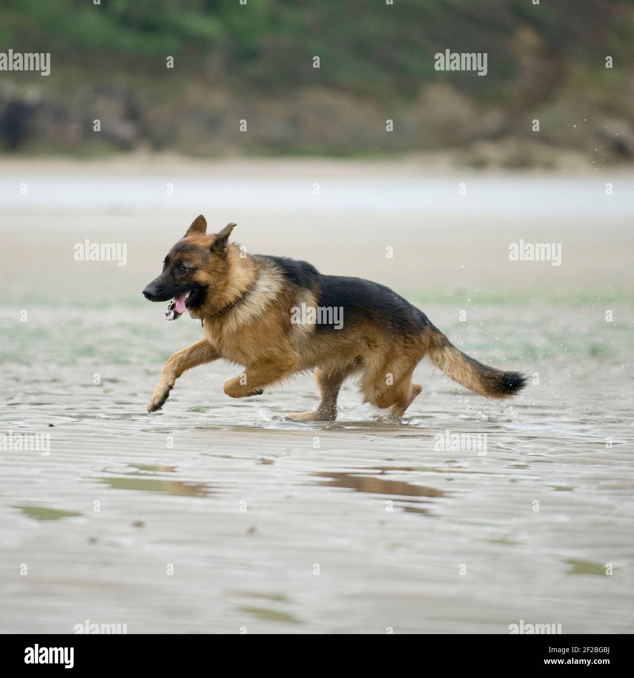Side profile german shepherd dog hi-res stock photography and images ...
