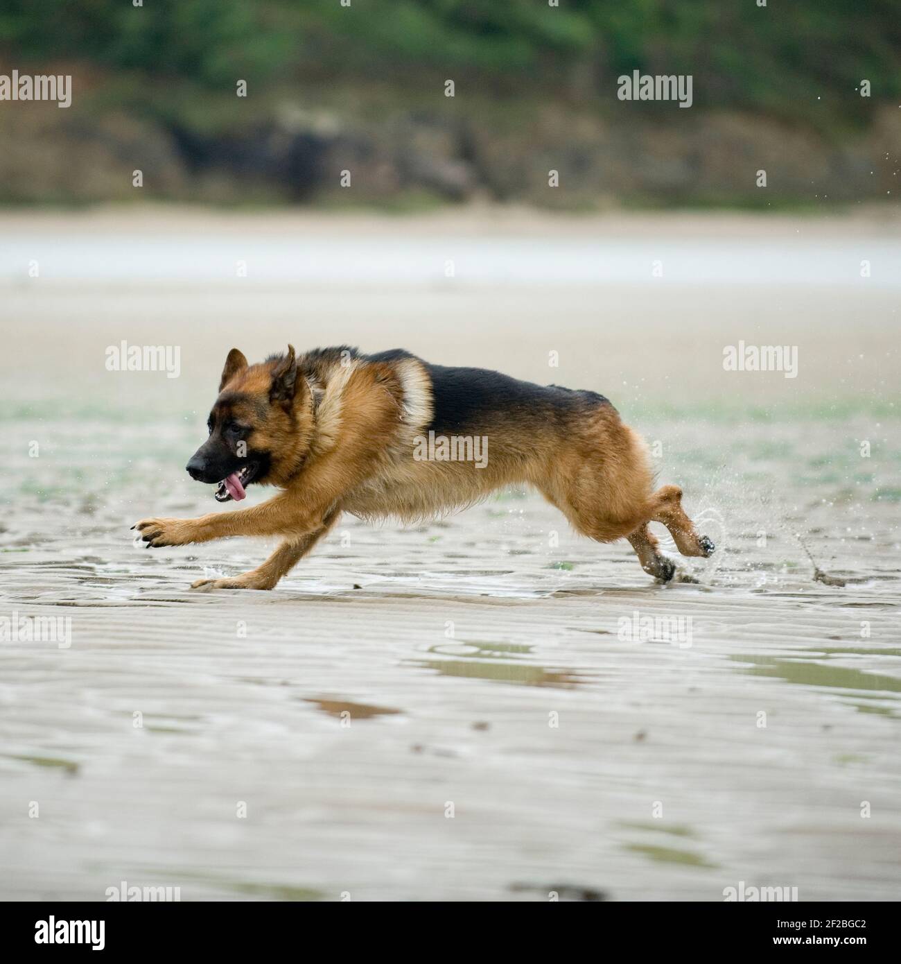 Side profile german shepherd dog hi-res stock photography and images ...