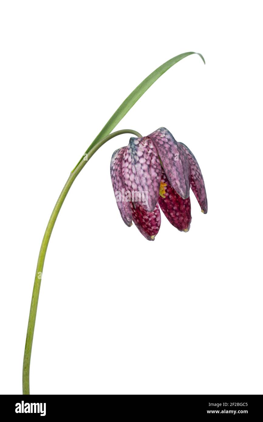 Single flower white background hi-res stock photography and images - Alamy