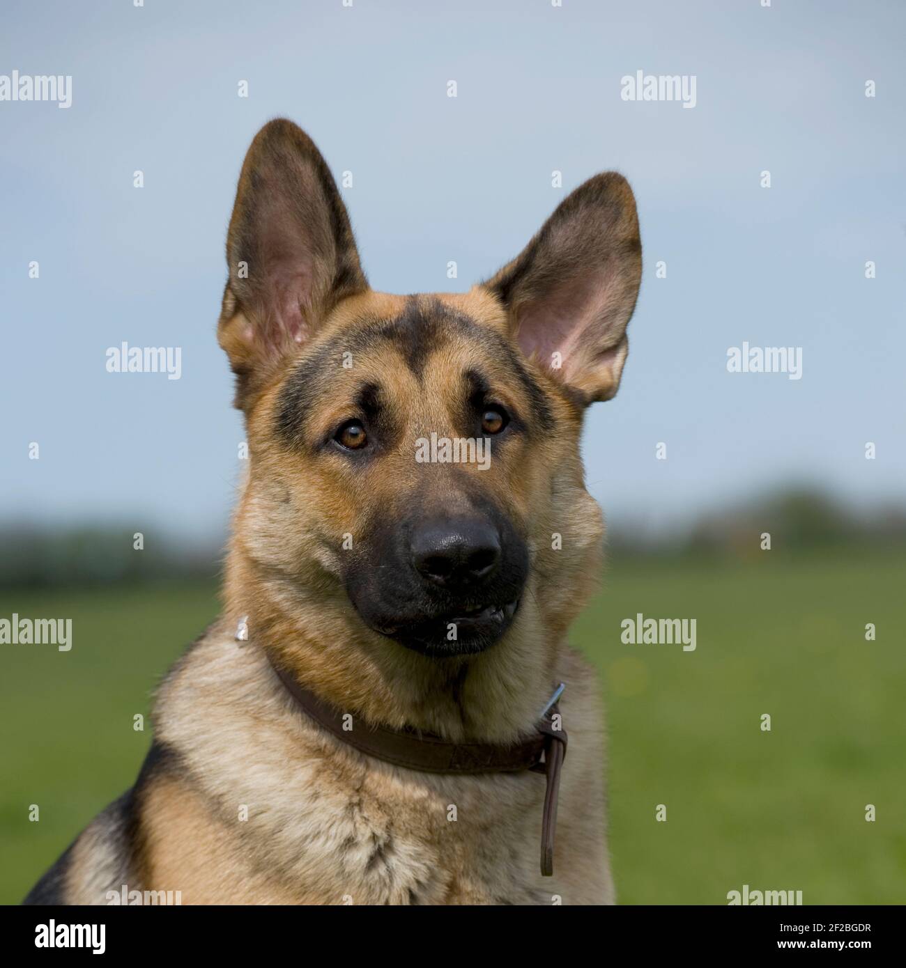 german shepherd dog, GSD Stock Photo - Alamy