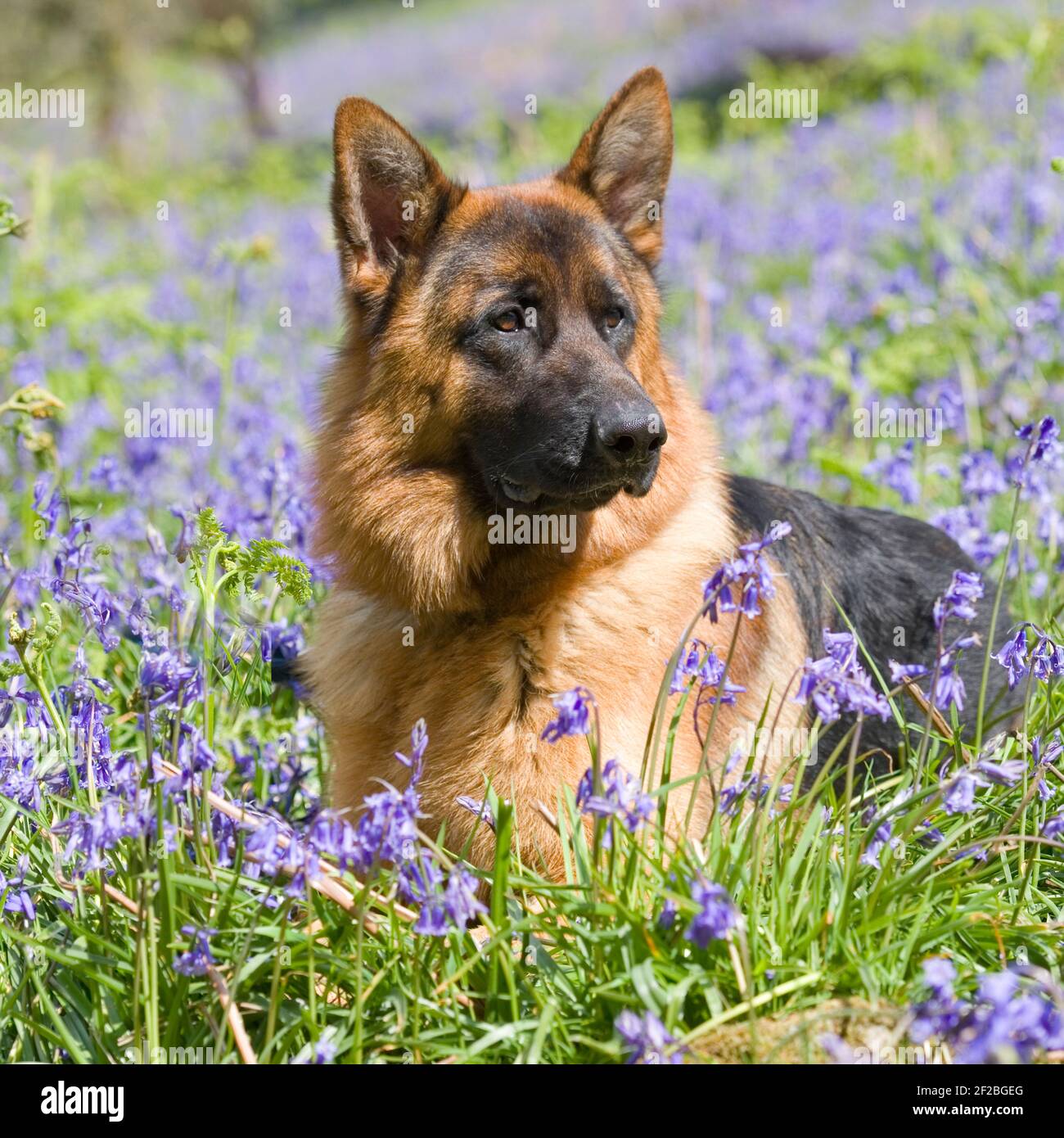 german shepherd dog, GSD Stock Photo - Alamy
