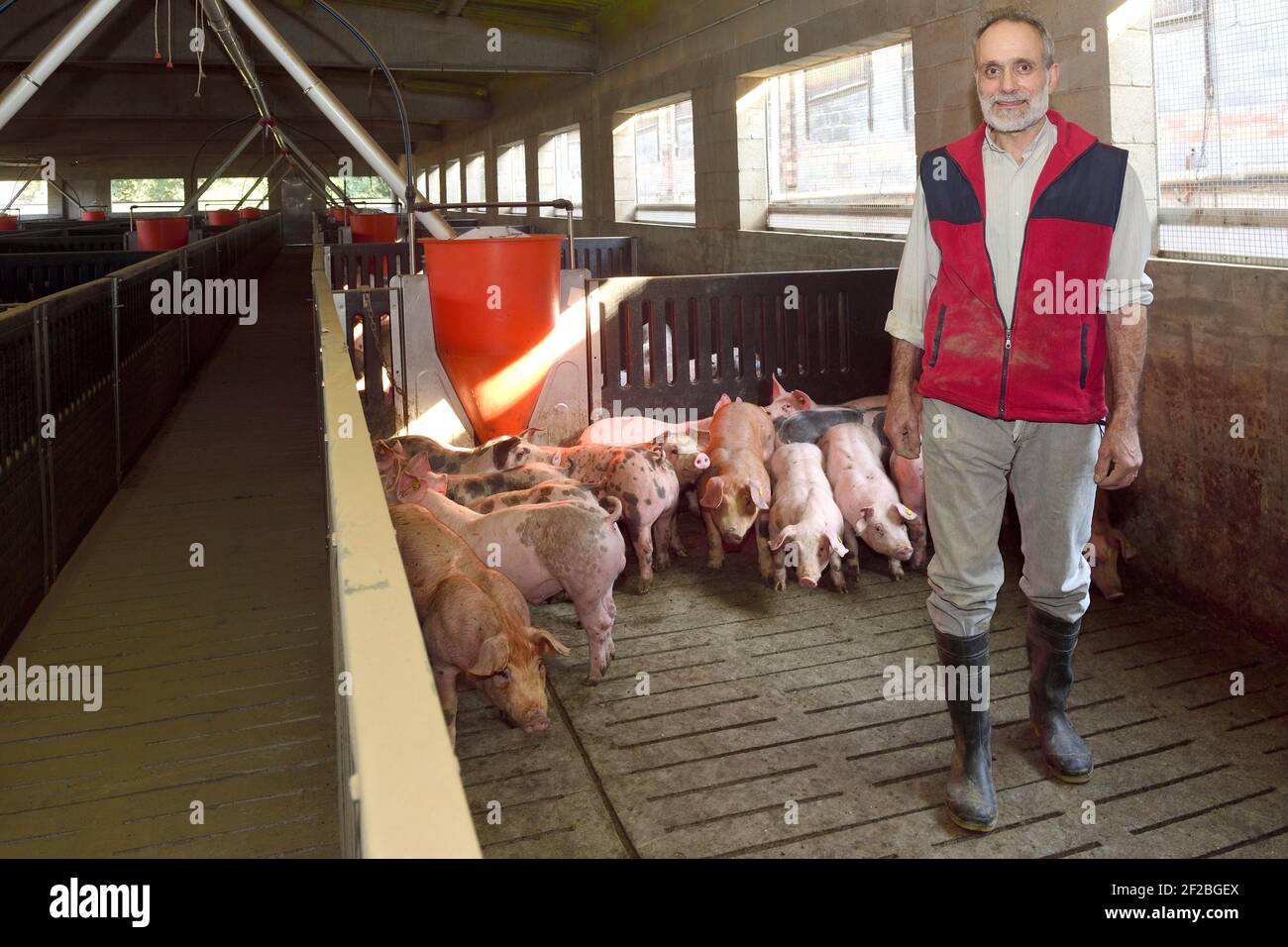 portrait of a farmer on a pig farm Stock Photo - Alamy
