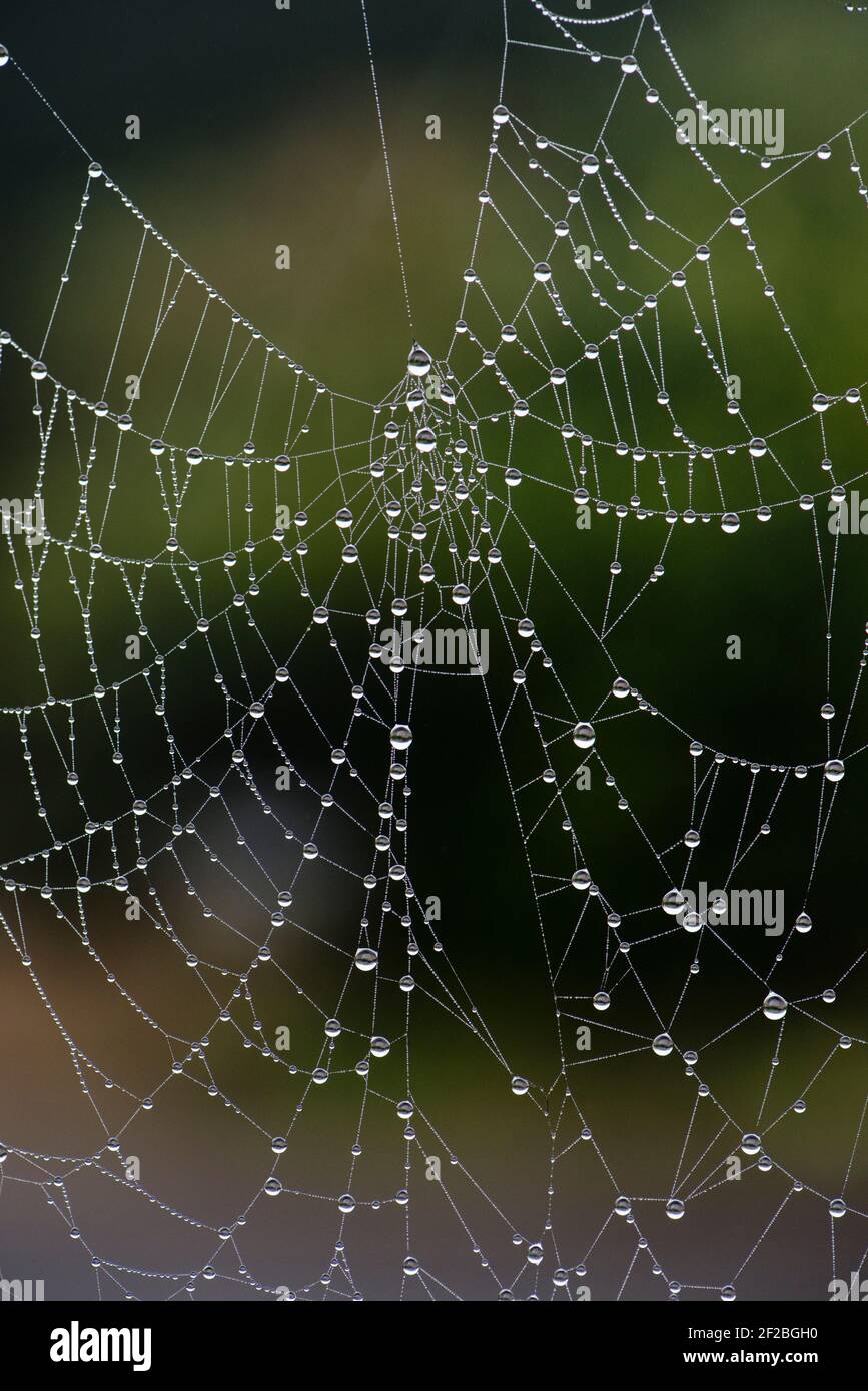 Spiders web threads hi-res stock photography and images - Alamy