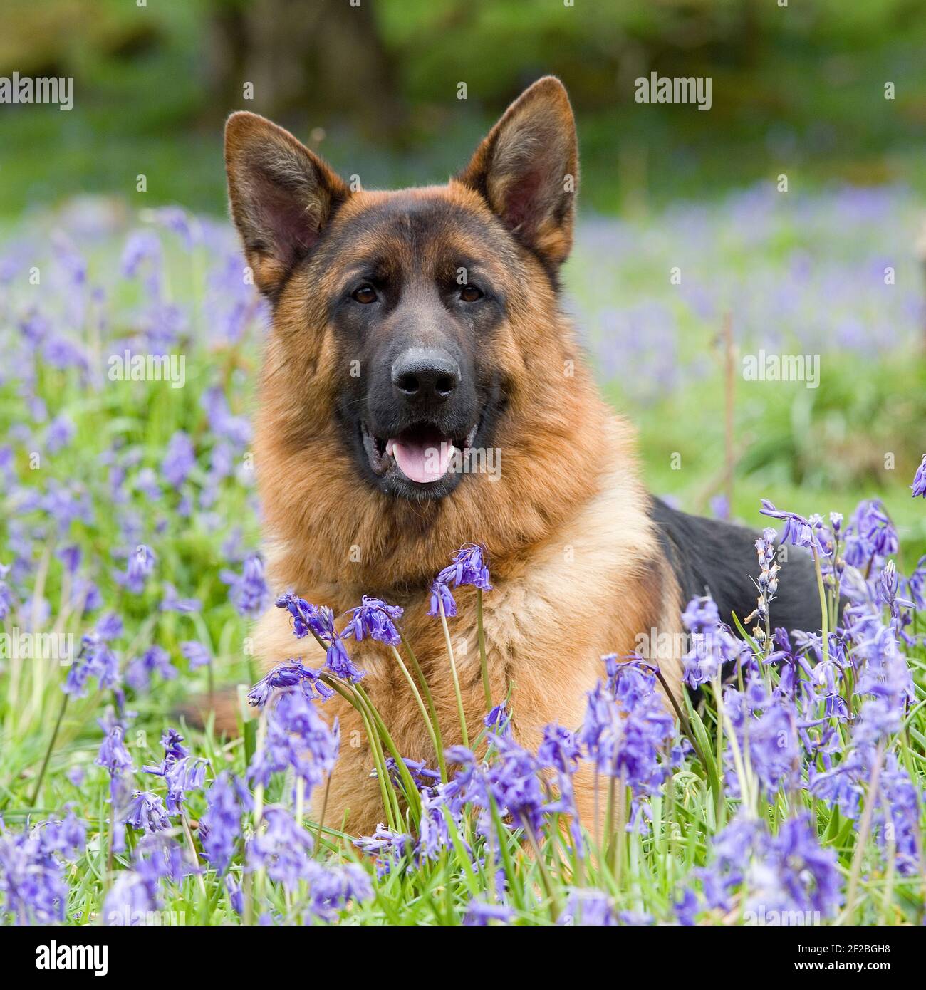 german shepherd dog, GSD Stock Photo - Alamy