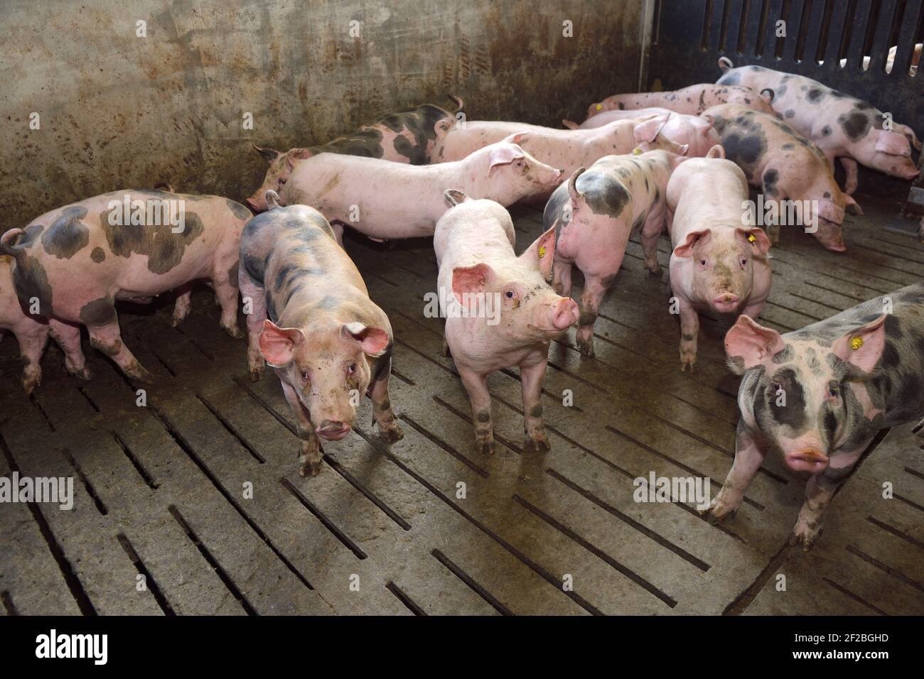 Spotted pig black spots looking hi-res stock photography and images - Alamy