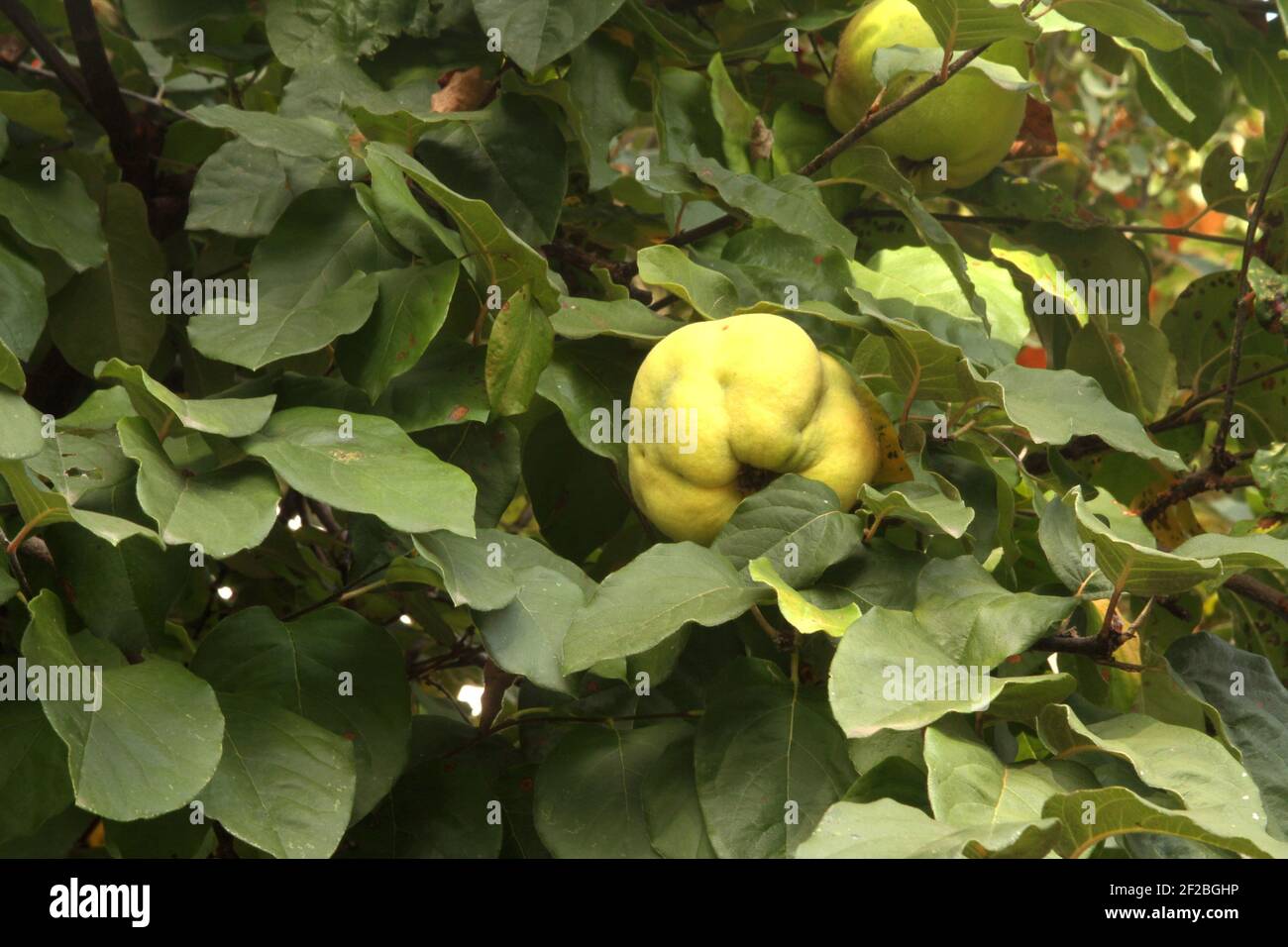 Many quinces hi-res stock photography and images - Alamy