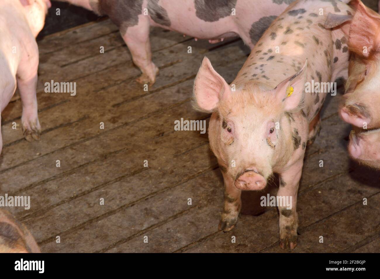 Black spots on a pig hi-res stock photography and images - Alamy