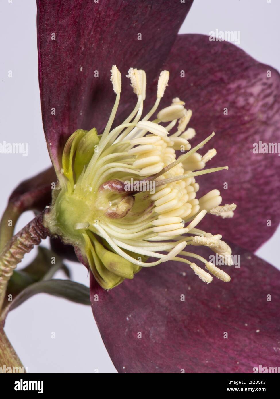 Lenten rose (Helleborus x hybridus) red flower of an ornamental garden ...