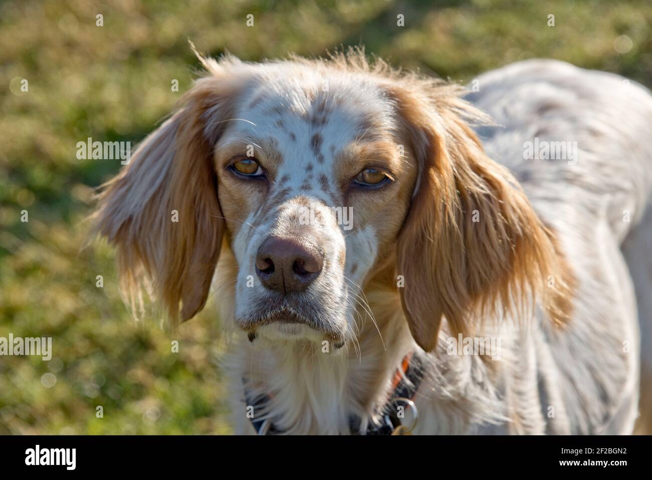 Head of a brown and white orange belton English setter rescue dog in ...