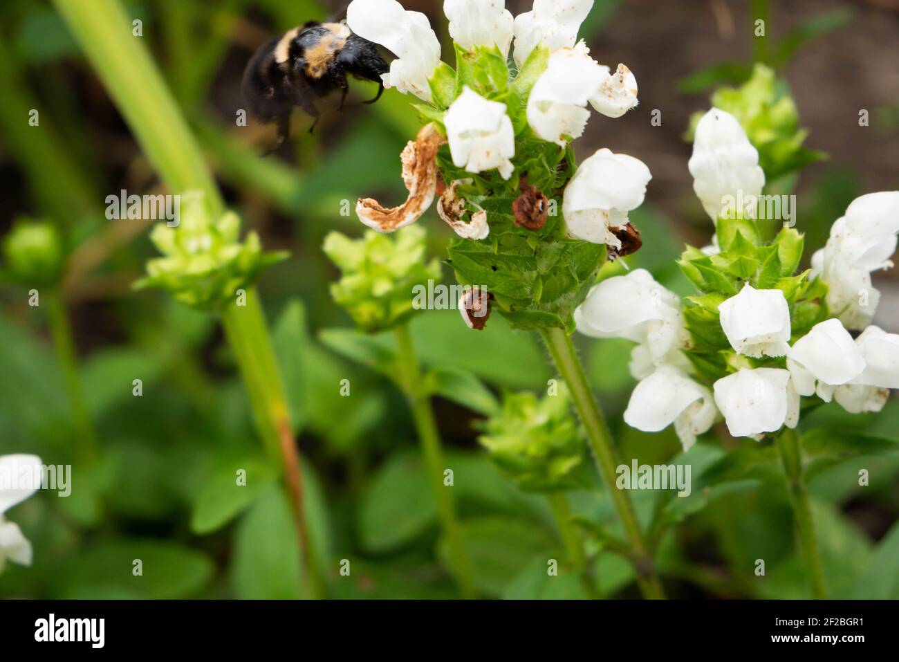 Fluffy white blooms hi-res stock photography and images - Alamy