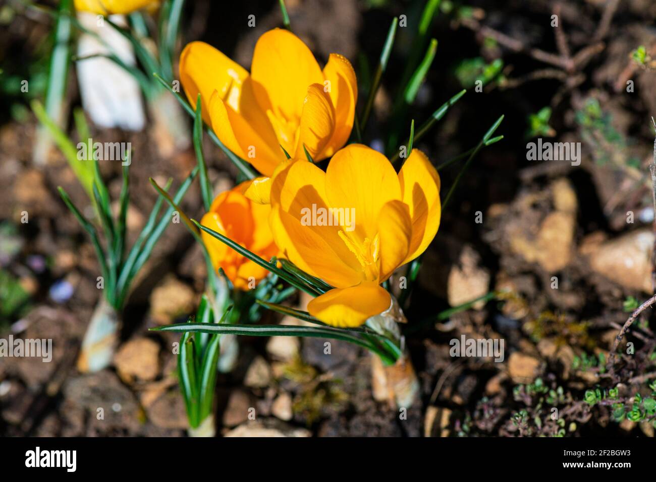 Yellow crocoideae hi-res stock photography and images - Alamy