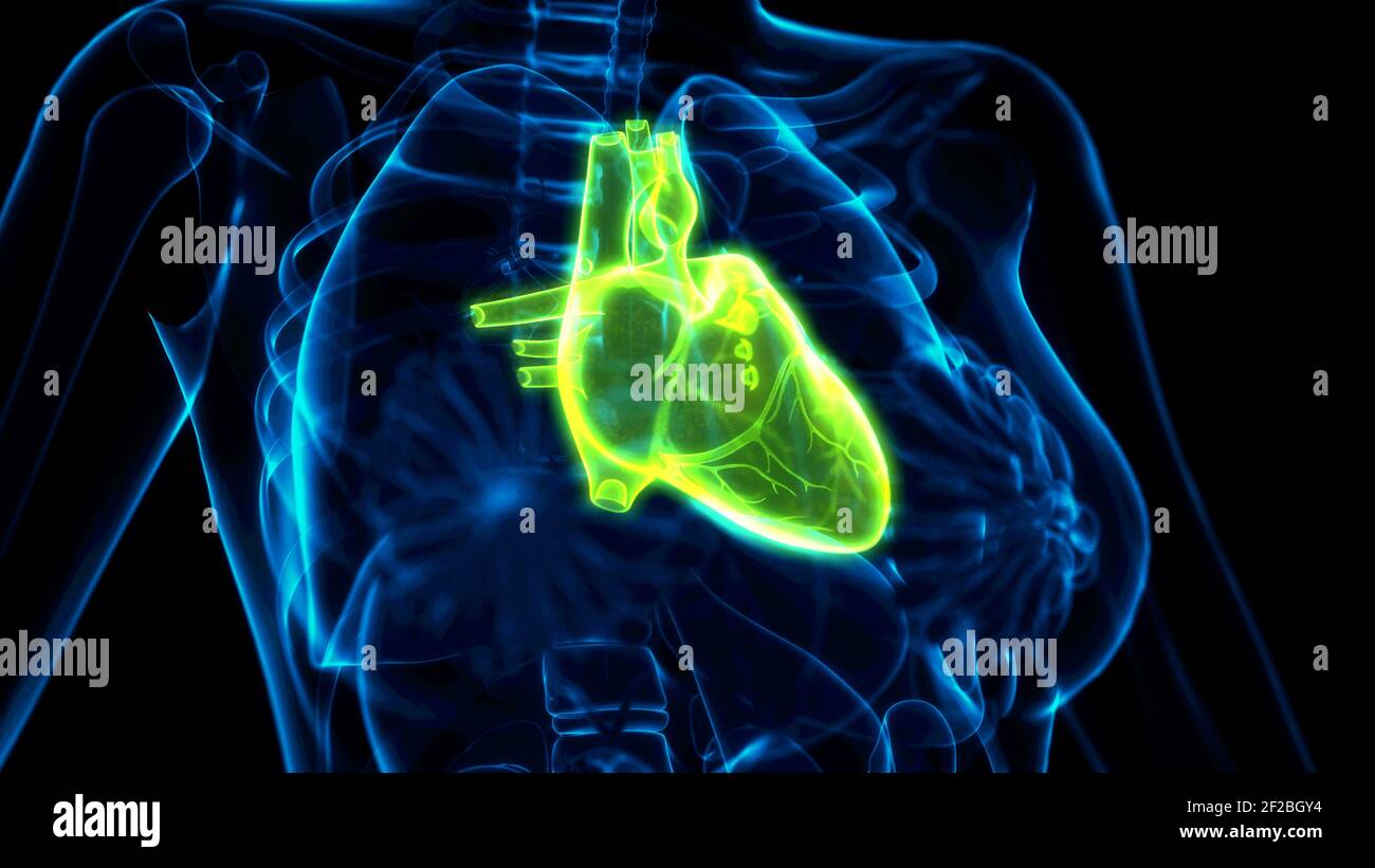 medicine 3d illustration, human heart pain x ray scan Stock Photo - Alamy