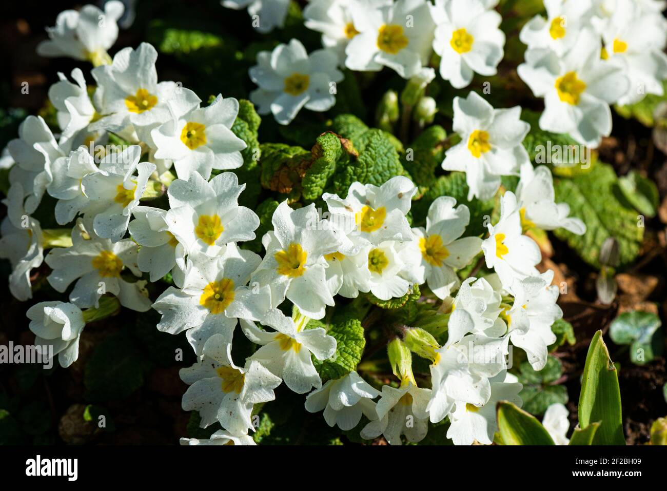 A white common primrose (Primula vulgaris Stock Photo - Alamy