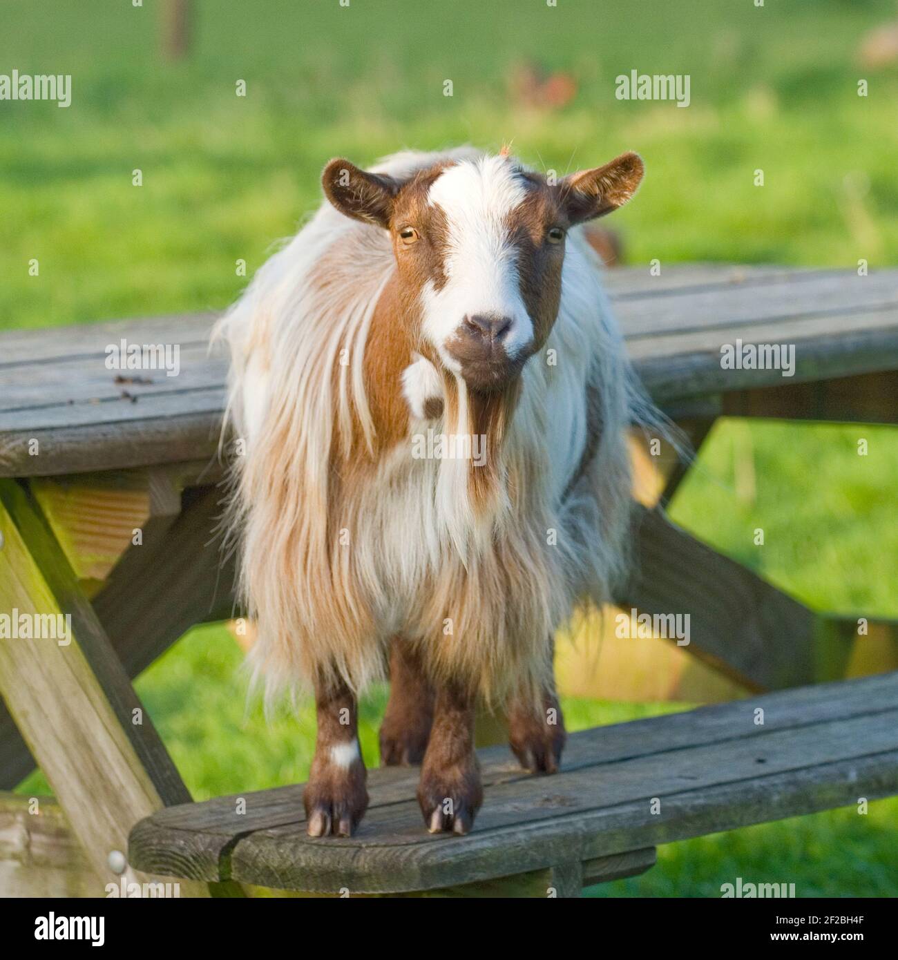 Close up pygmy goat hi-res stock photography and images - Alamy