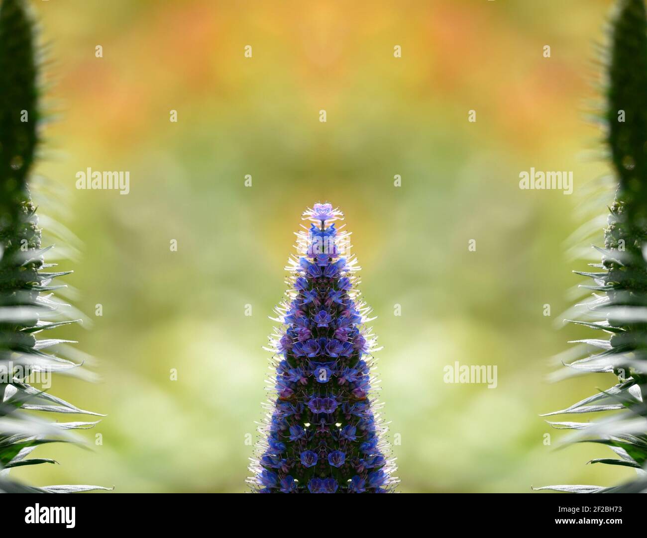 Veronica spicata (Speedwell), an ornamental flowering plant with royal ...