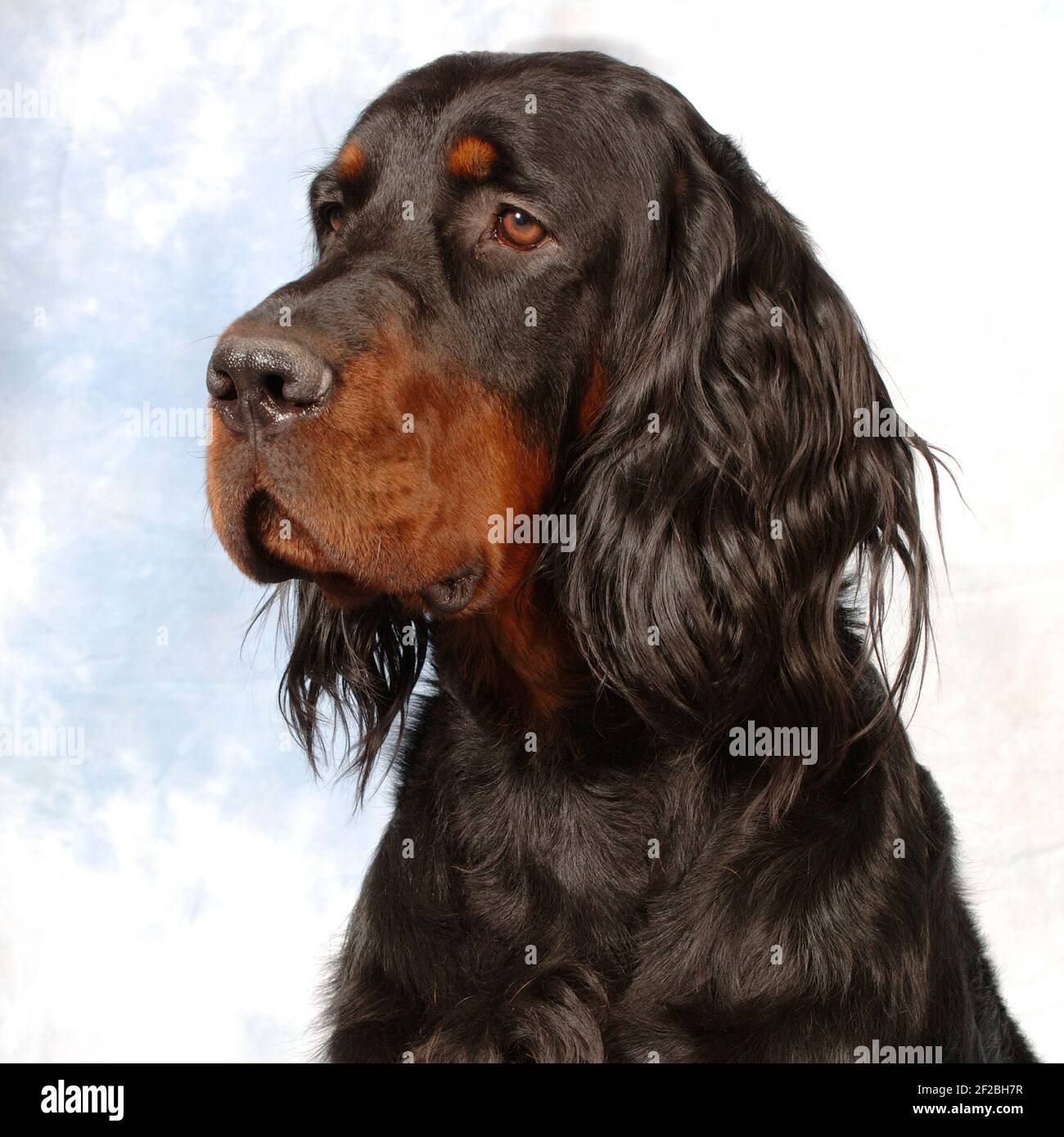Gordon Setter Dog Stock Photo - Alamy