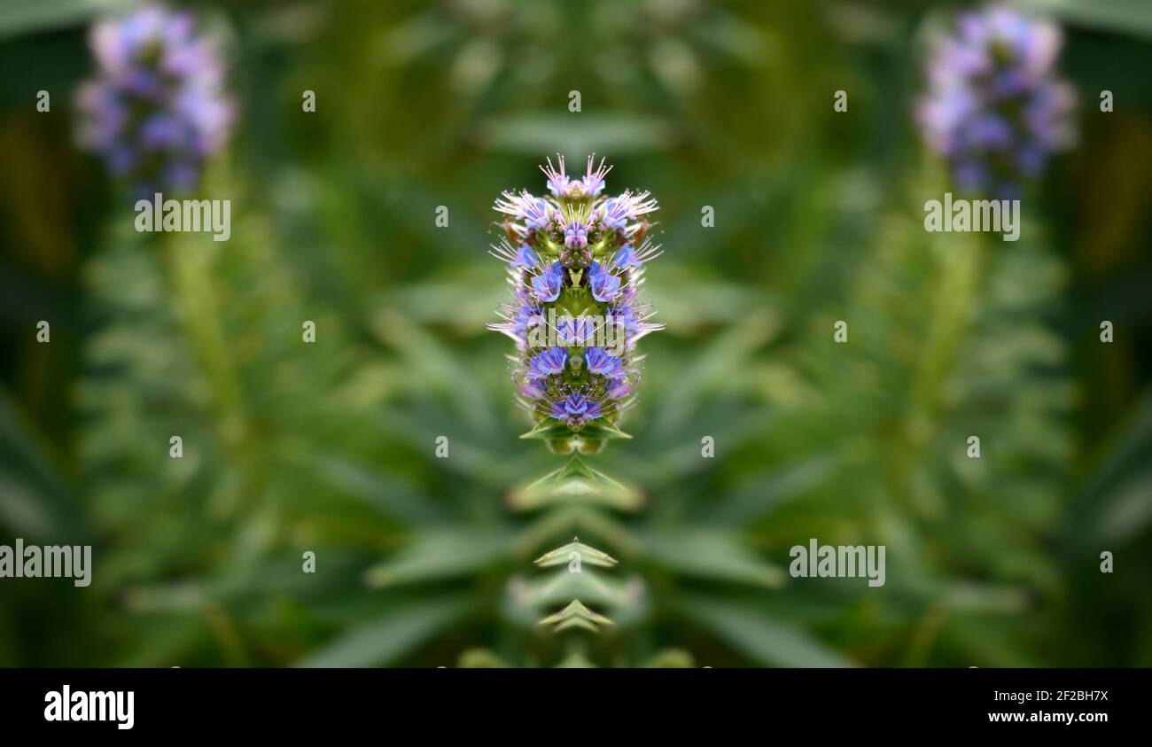 Veronica spicata (Speedwell), an ornamental flowering plant with royal ...