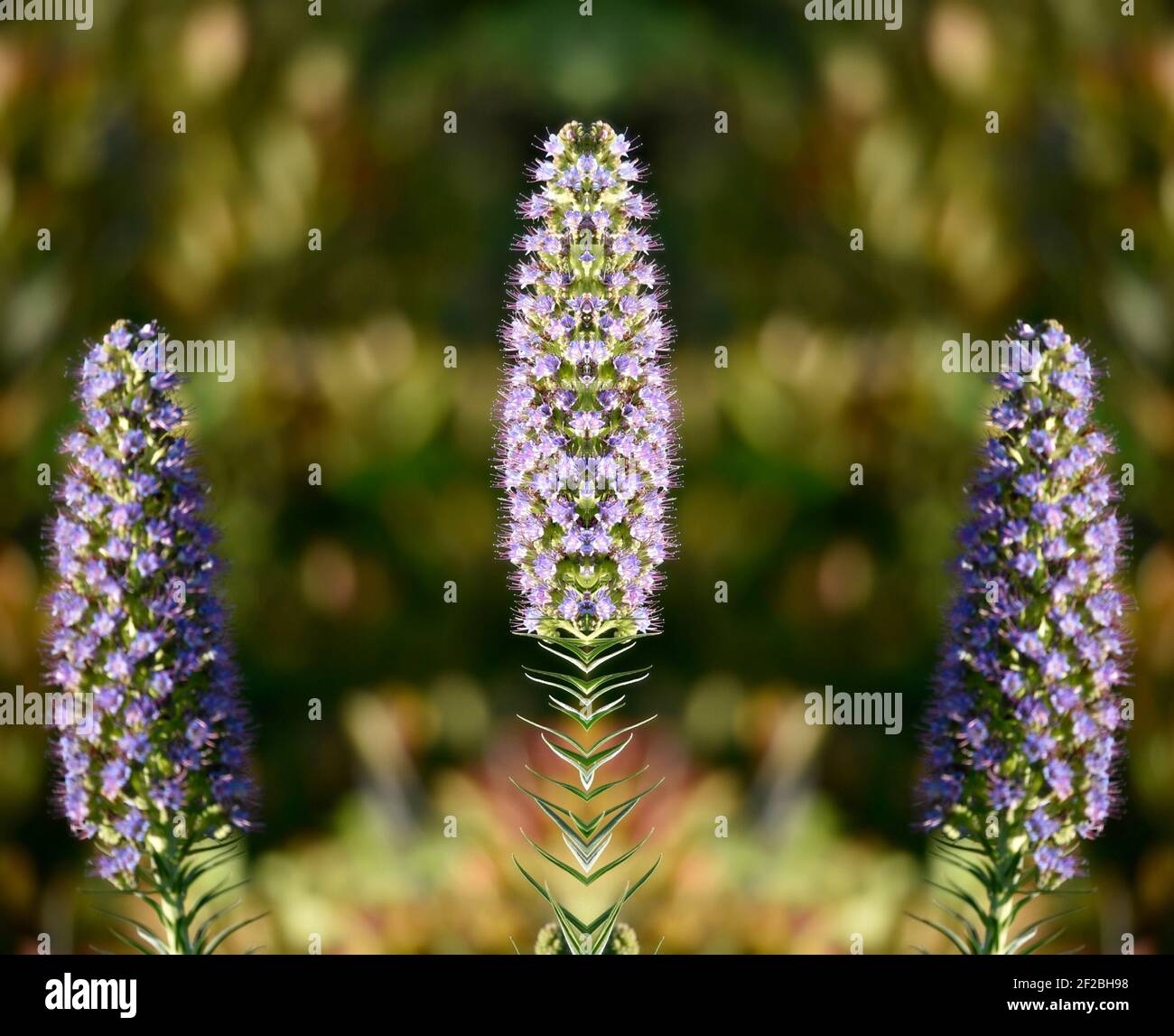 Veronica spicata (Speedwell), an ornamental flowering plant with royal ...